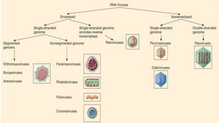 Viruses – Morphology & Classification.pptx