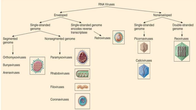 Viruses – Morphology & Classification.pptx | Genetics | Science