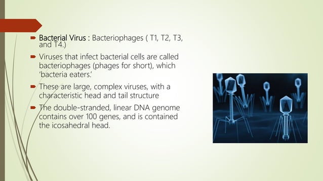Viruses – Morphology & Classification.pptx | Genetics | Science