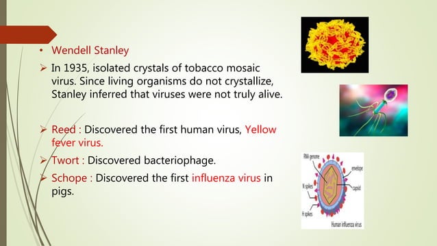 Viruses – Morphology & Classification.pptx | Genetics | Science