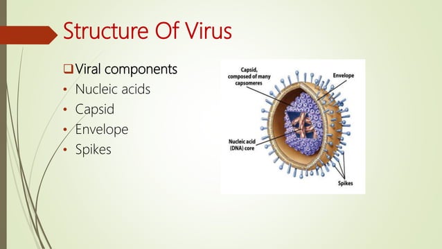 Viruses – Morphology & Classification.pptx | Genetics | Science