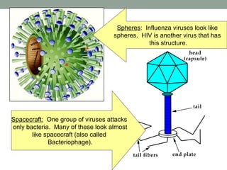 Viruses notes | PPT