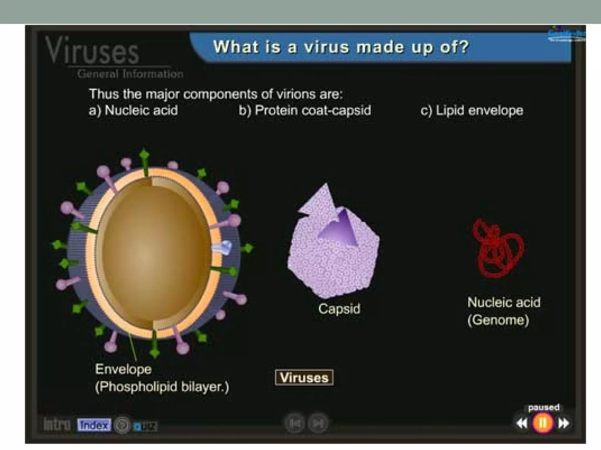 Viruses ppt | PPT