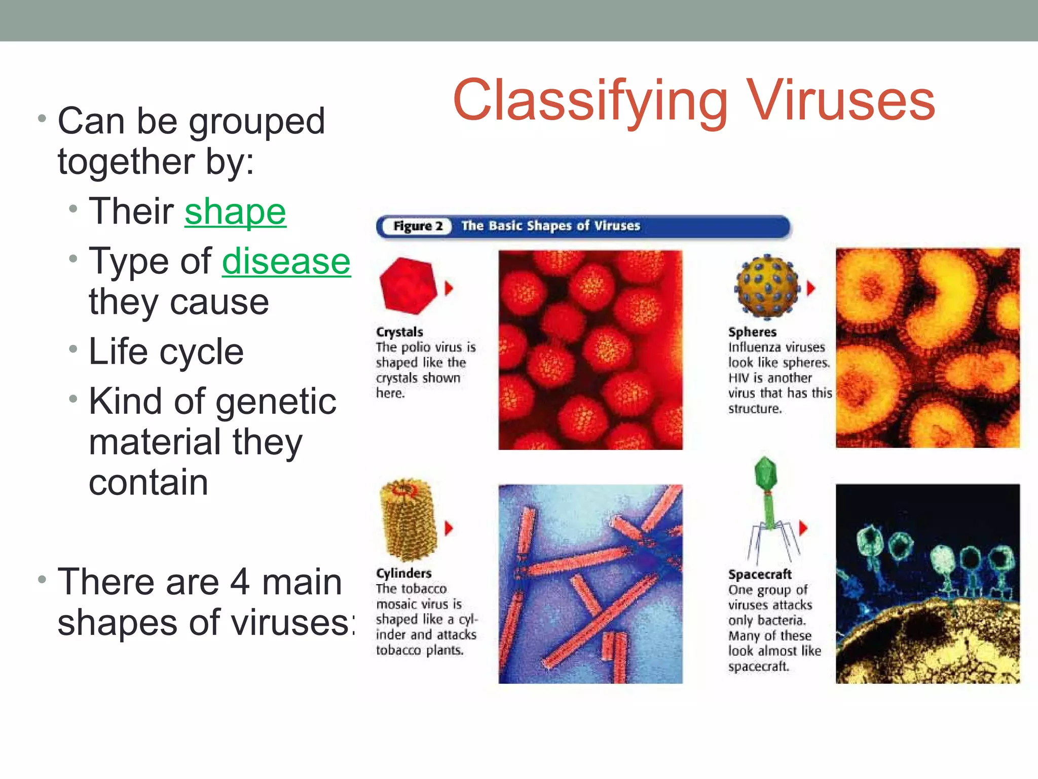 Viruses ppt | PPT