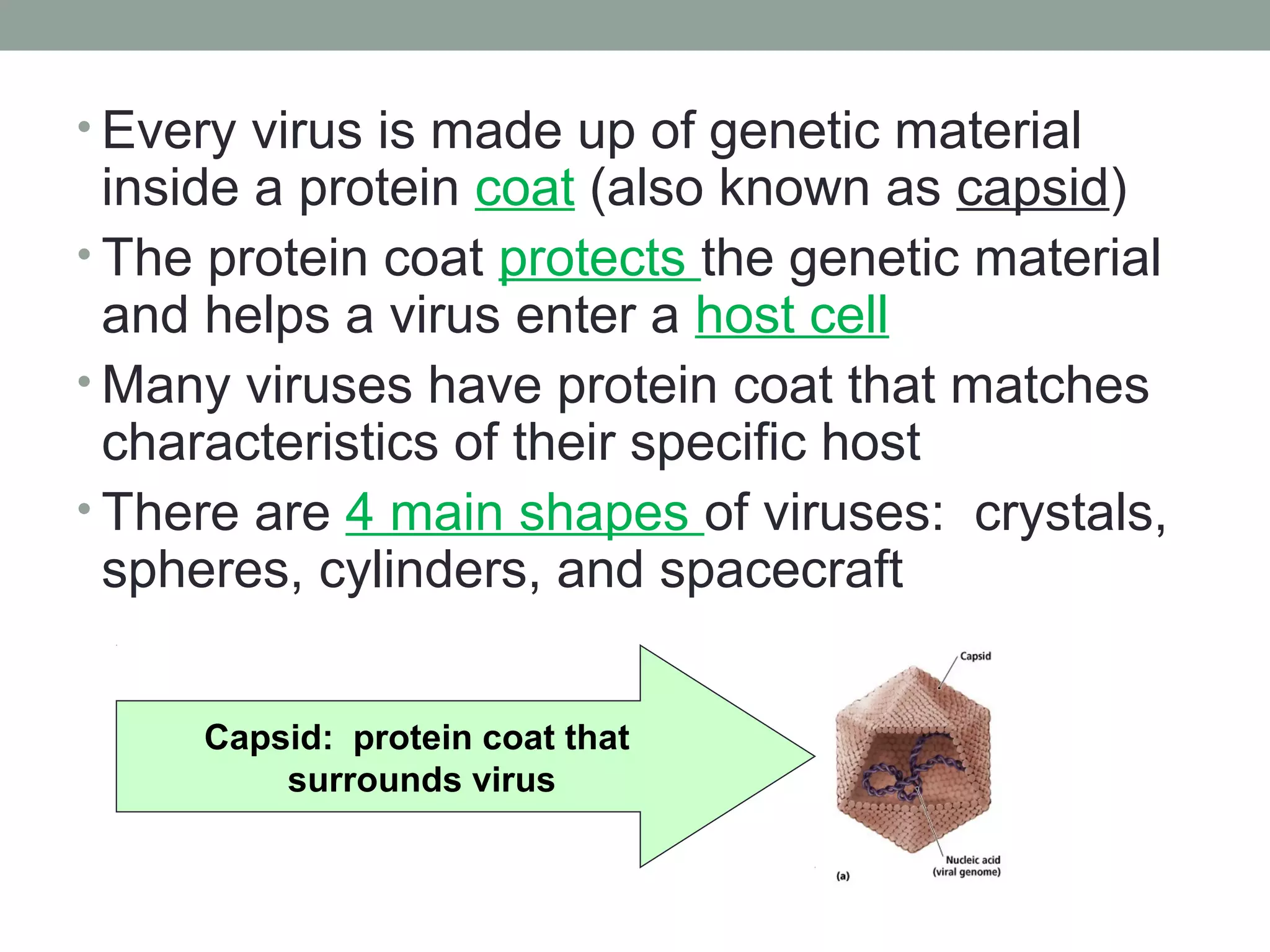 Viruses ppt | PPT