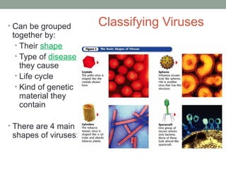 Viruses ppt | PPT