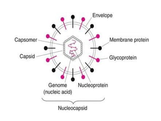 Virology an overview of Structure and role of viruses | PPTX