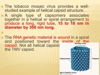 Viruses structure and classification | PPTX