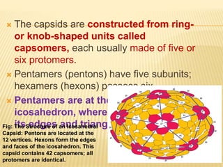 Viruses structure and classification | PPTX