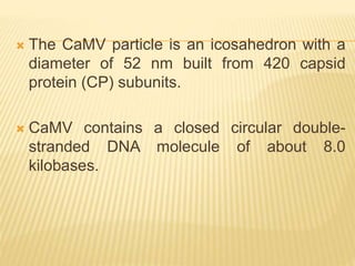 Viruses structure and classification | PPTX