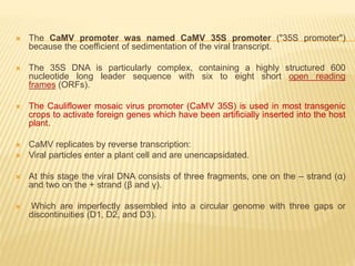 Viruses structure and classification | PPTX