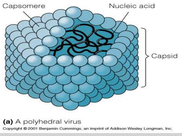 Viruses, structure, classification and characteristics | PPTX