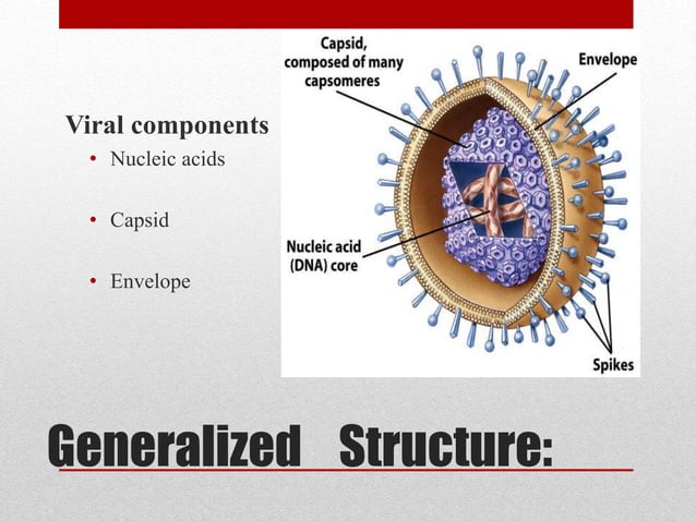 Viruses, structure, classification and characteristics | PPTX
