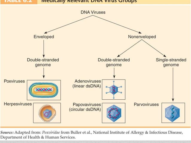 Viruses, structure, classification and characteristics | PPTX