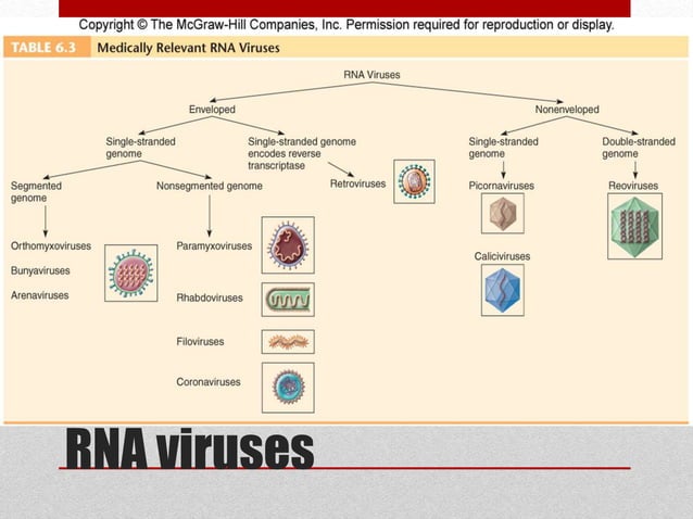 Viruses, structure, classification and characteristics | PPTX