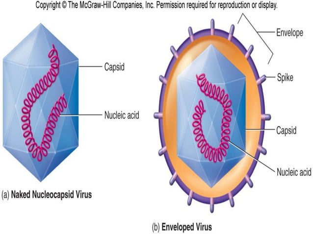 Viruses, structure, classification and characteristics | PPTX
