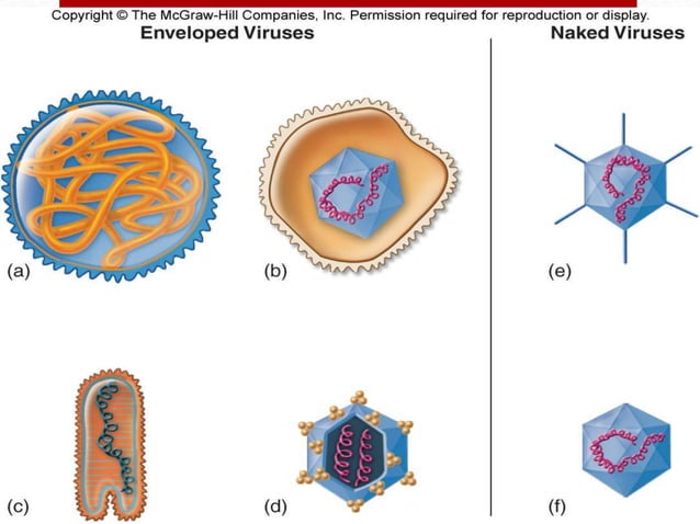 Viruses, structure, classification and characteristics | PPTX