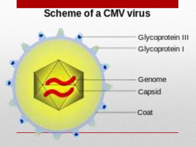 Viruses, structure, classification and characteristics | PPTX