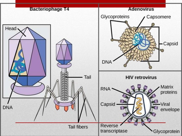 Viruses, structure, classification and characteristics | PPTX