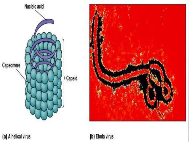 Viruses, structure, classification and characteristics | PPTX