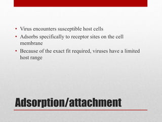 Viruses, structure, classification and characteristics | PPTX