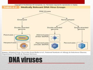 Viruses, structure, classification and characteristics | PPTX
