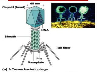Spacecraft Virus