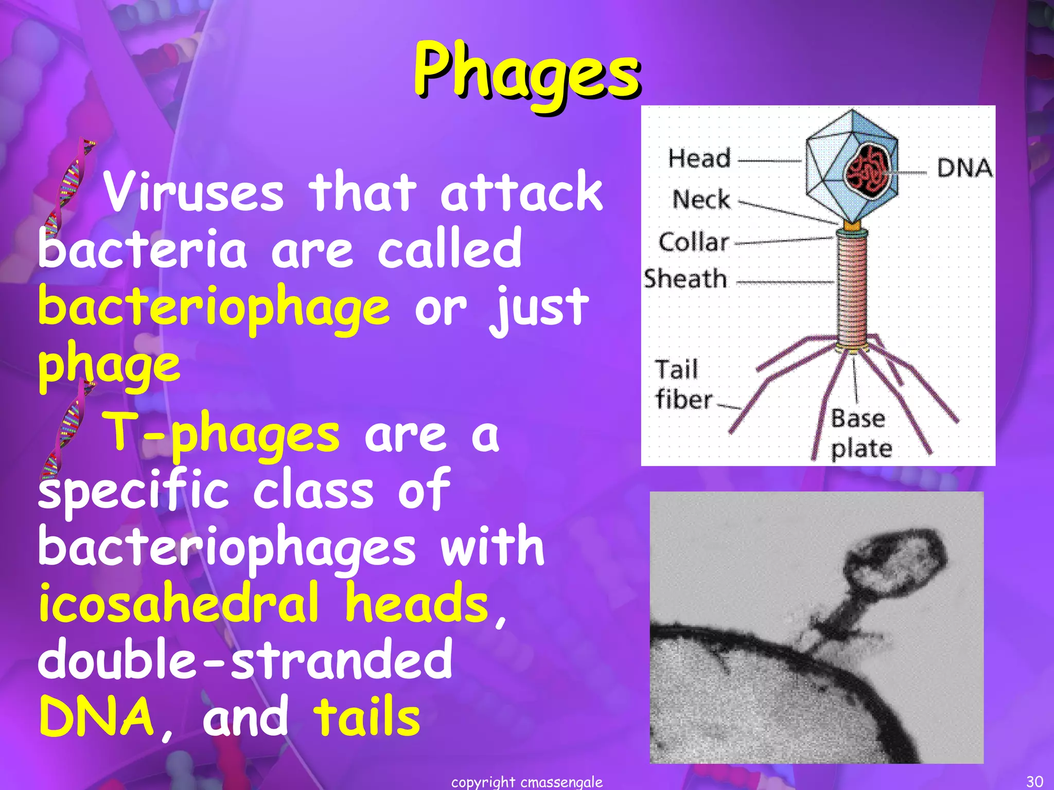 Viruses, viroids, and prions | PPT