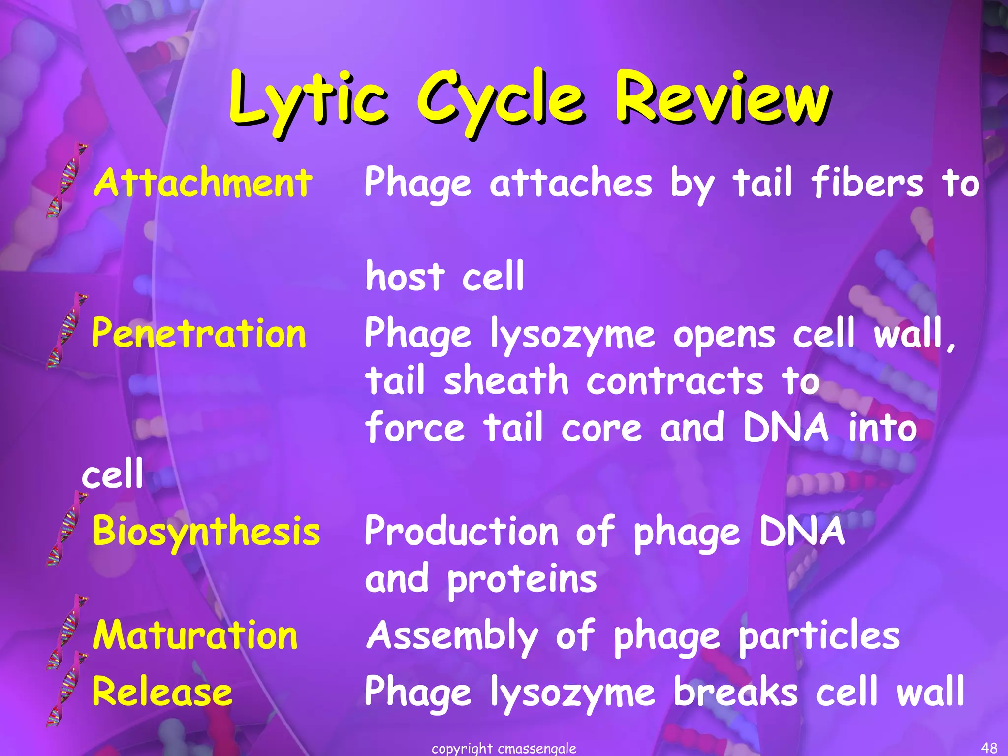 Viruses, viroids, and prions | PPT