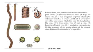 VIRUS FITOPATÓGENOS (GENERALIDADES EN PLANTAS) | PDF