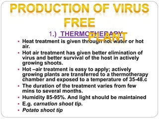 Virus free plant | PPT