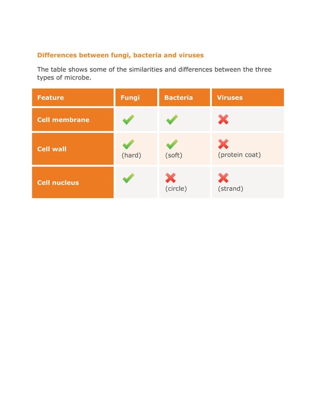 Virus, fungi, and bacteria | DOCX