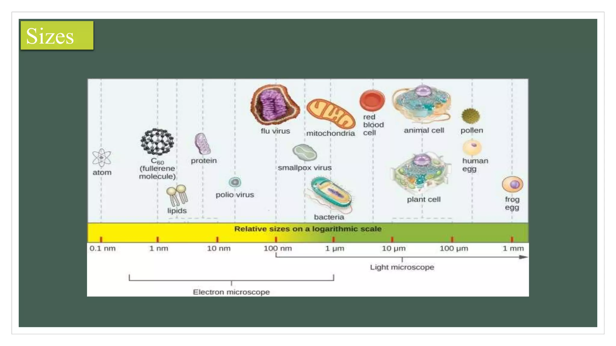 Viral genomes.pptx