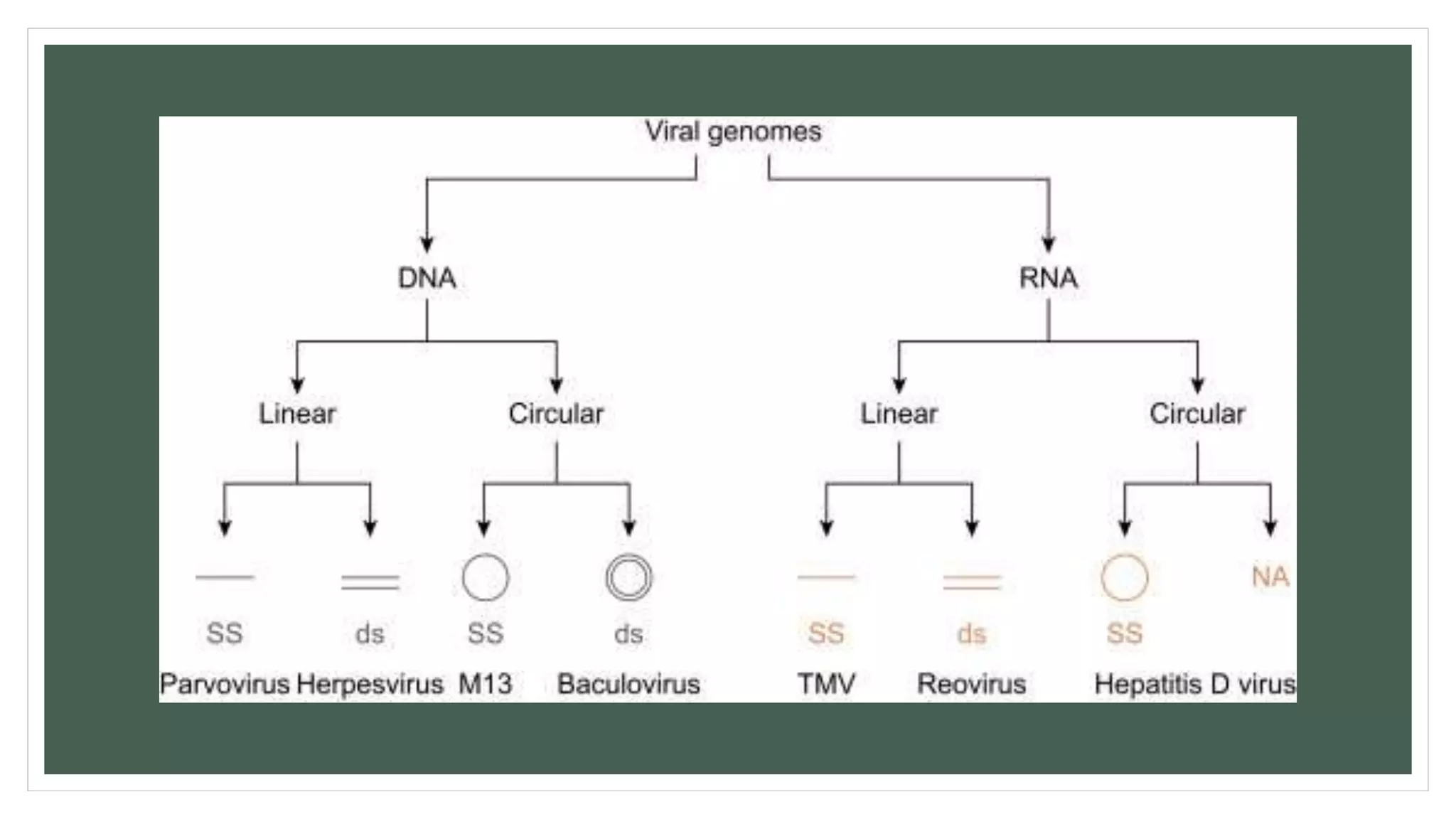 Viral genomes.pptx