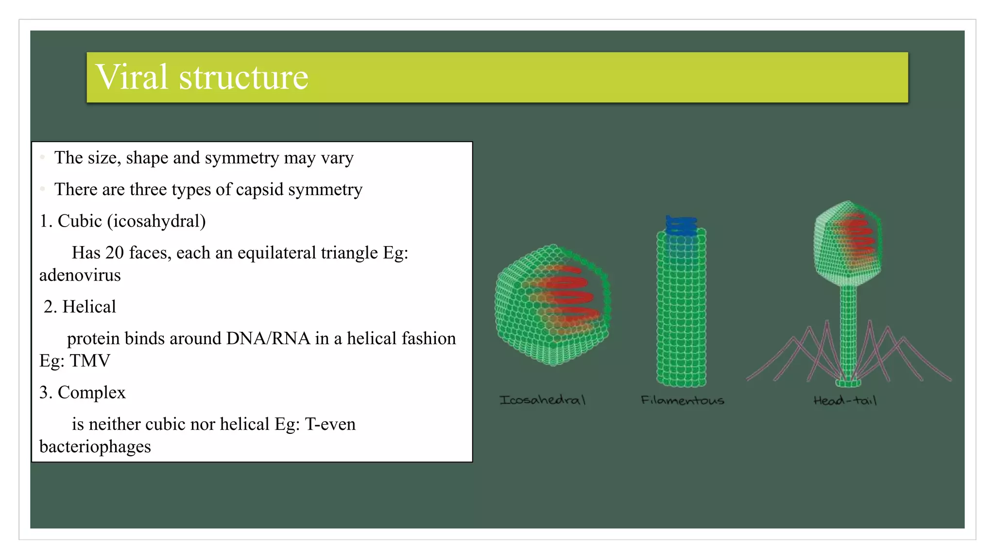 Viral genomes.pptx