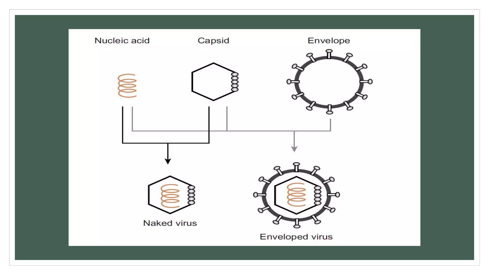 Viral genomes.pptx