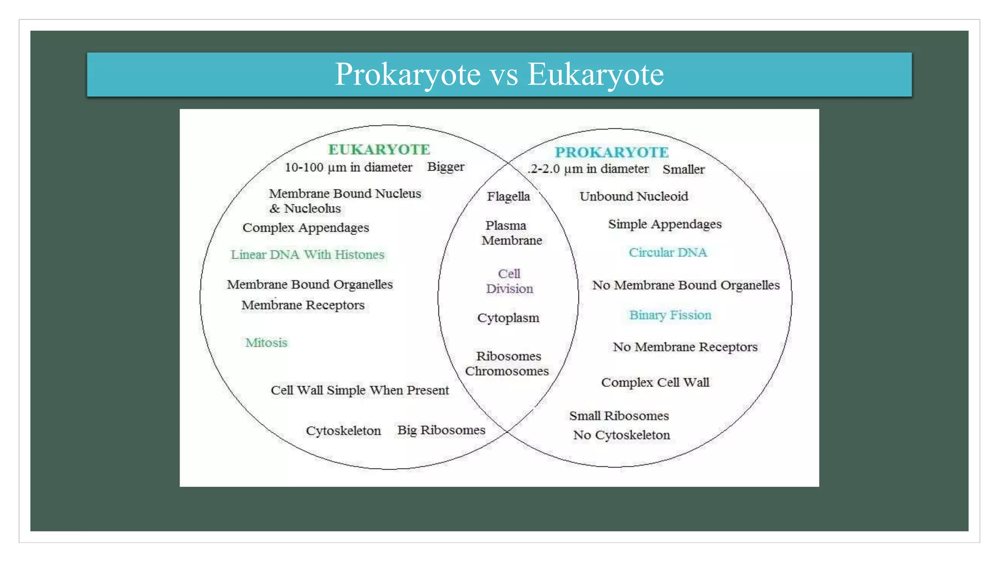 Viral genomes.pptx