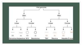 Viral genomes.pptx