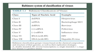 Viral genomes.pptx