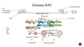 Virus Hepatitis A (HAV) | PPTX
