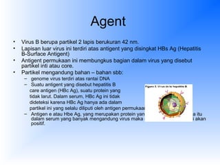Virus hepatitis b | PPT