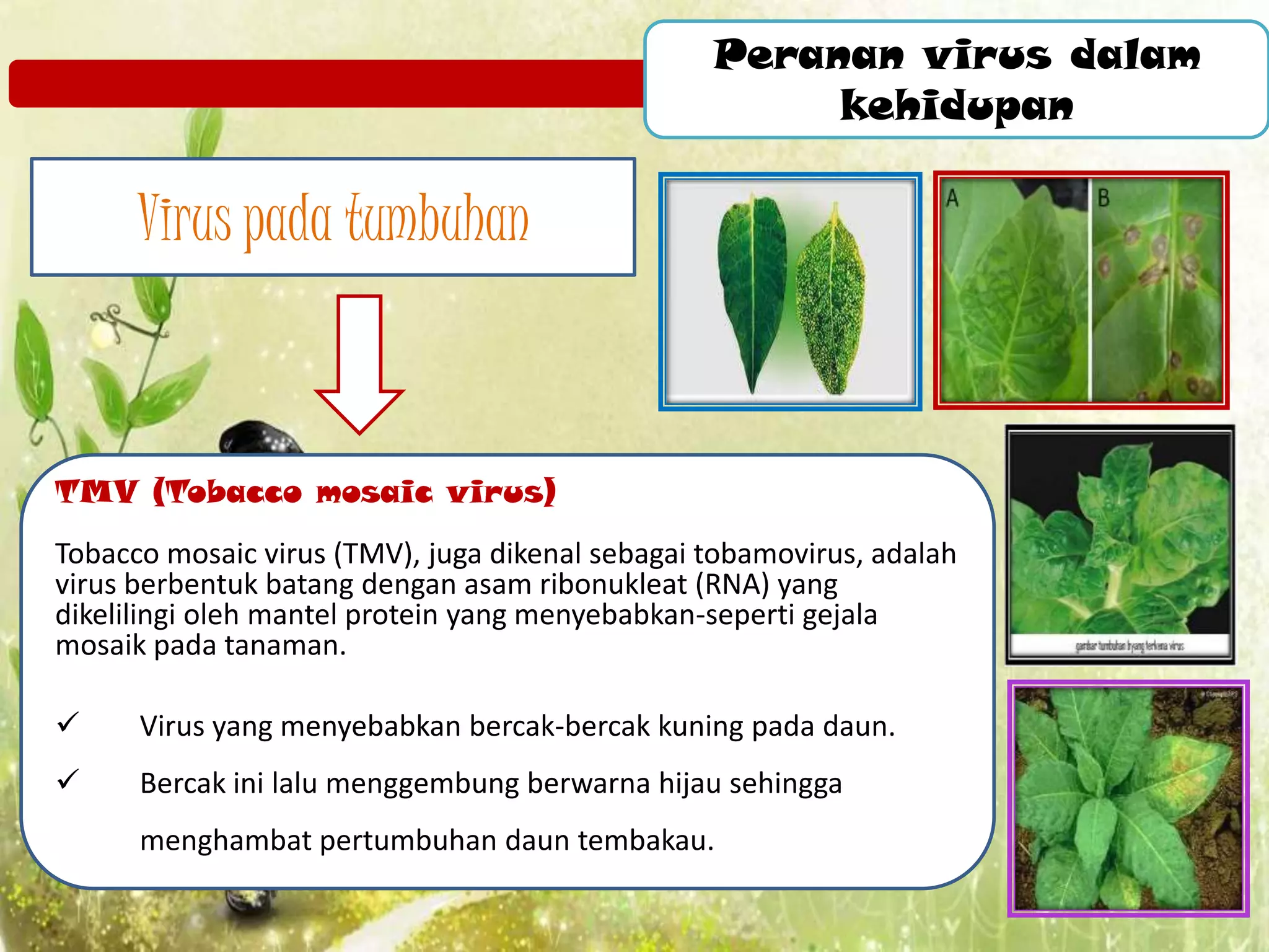 Virus hewan dan tumbuhan | PPTX