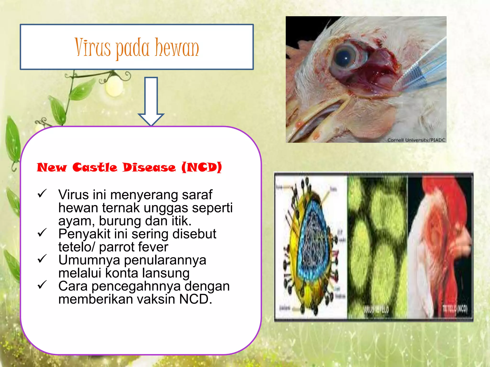 Virus hewan dan tumbuhan | PPTX