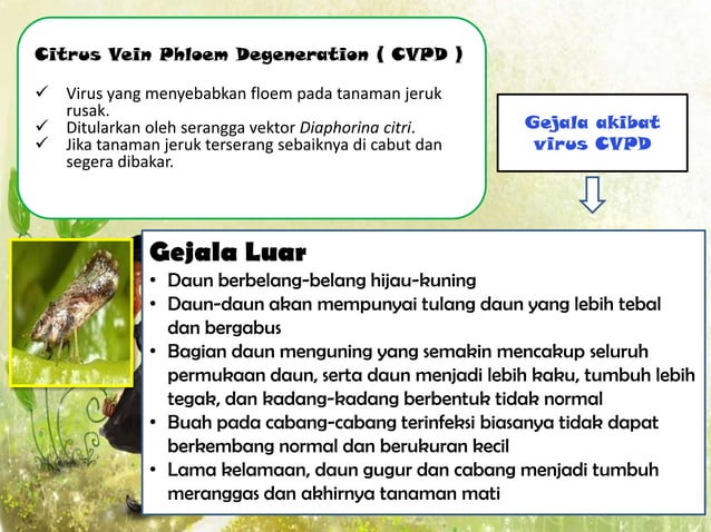 Virus hewan dan tumbuhan | PPTX