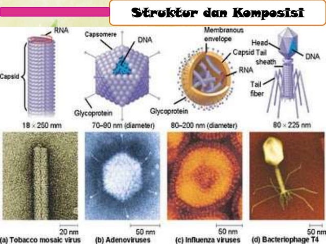Virus hewan dan tumbuhan | PPTX