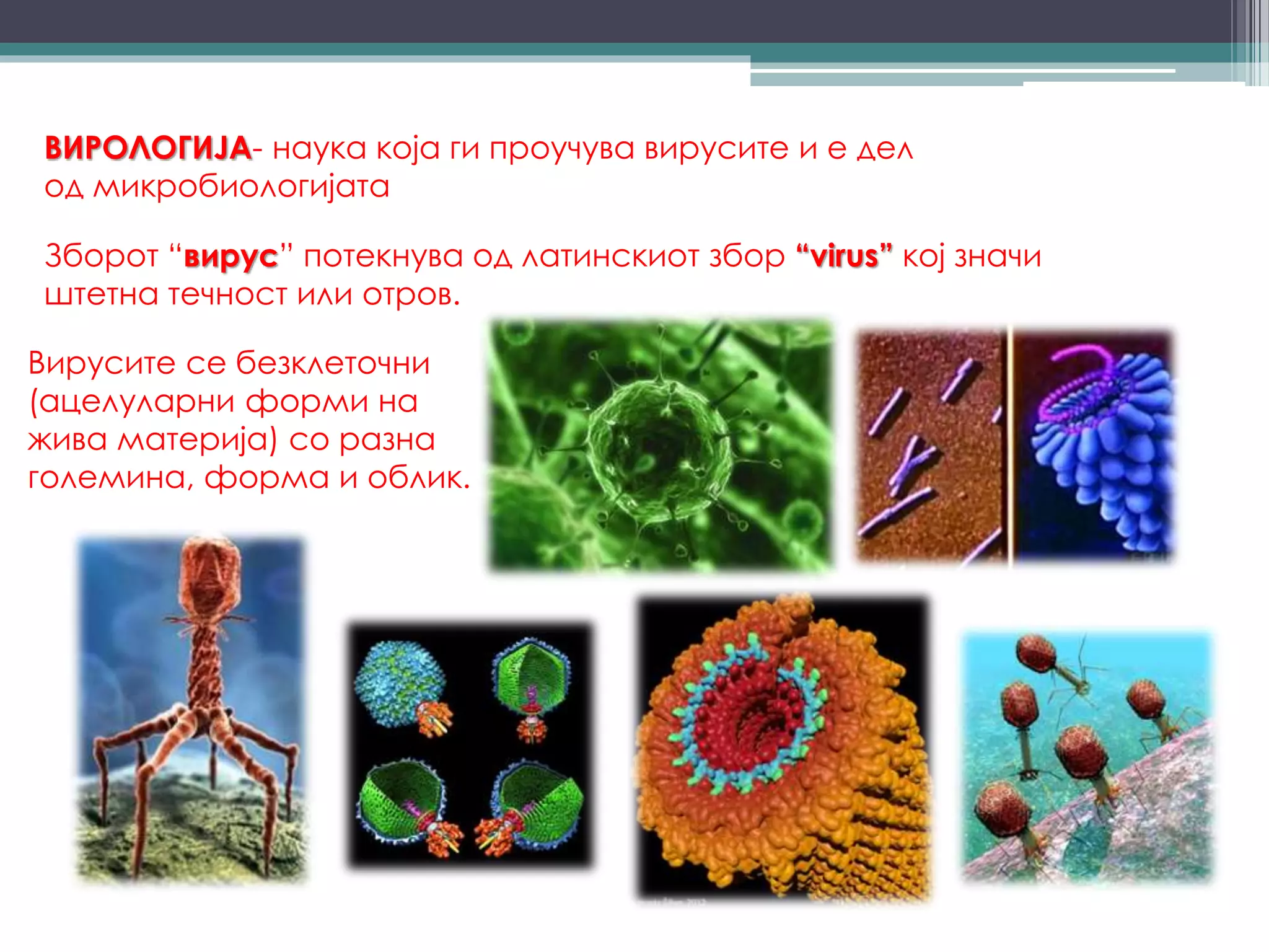 Virusi prezentacija | PPTX