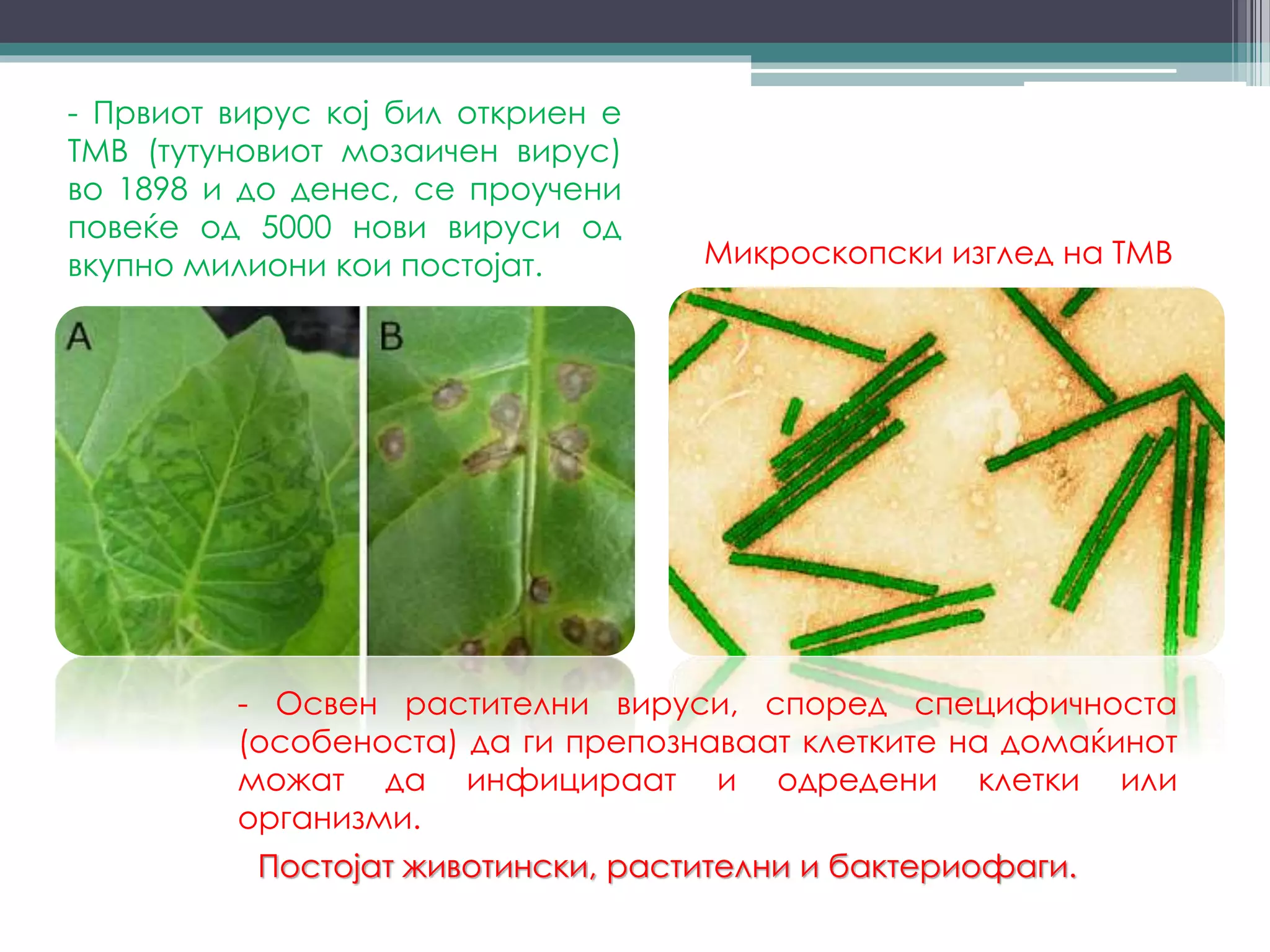 Virusi prezentacija | PPTX