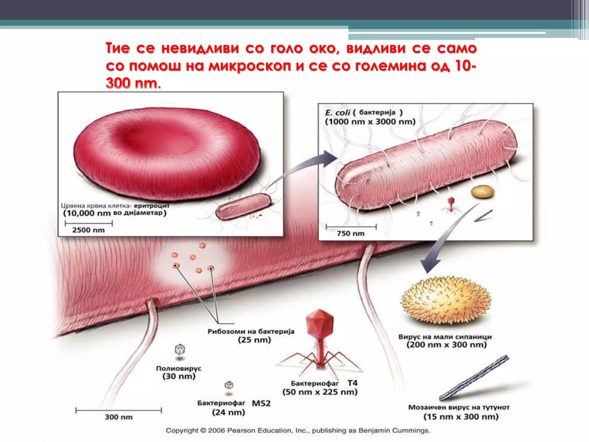 Virusi prezentacija | PPTX