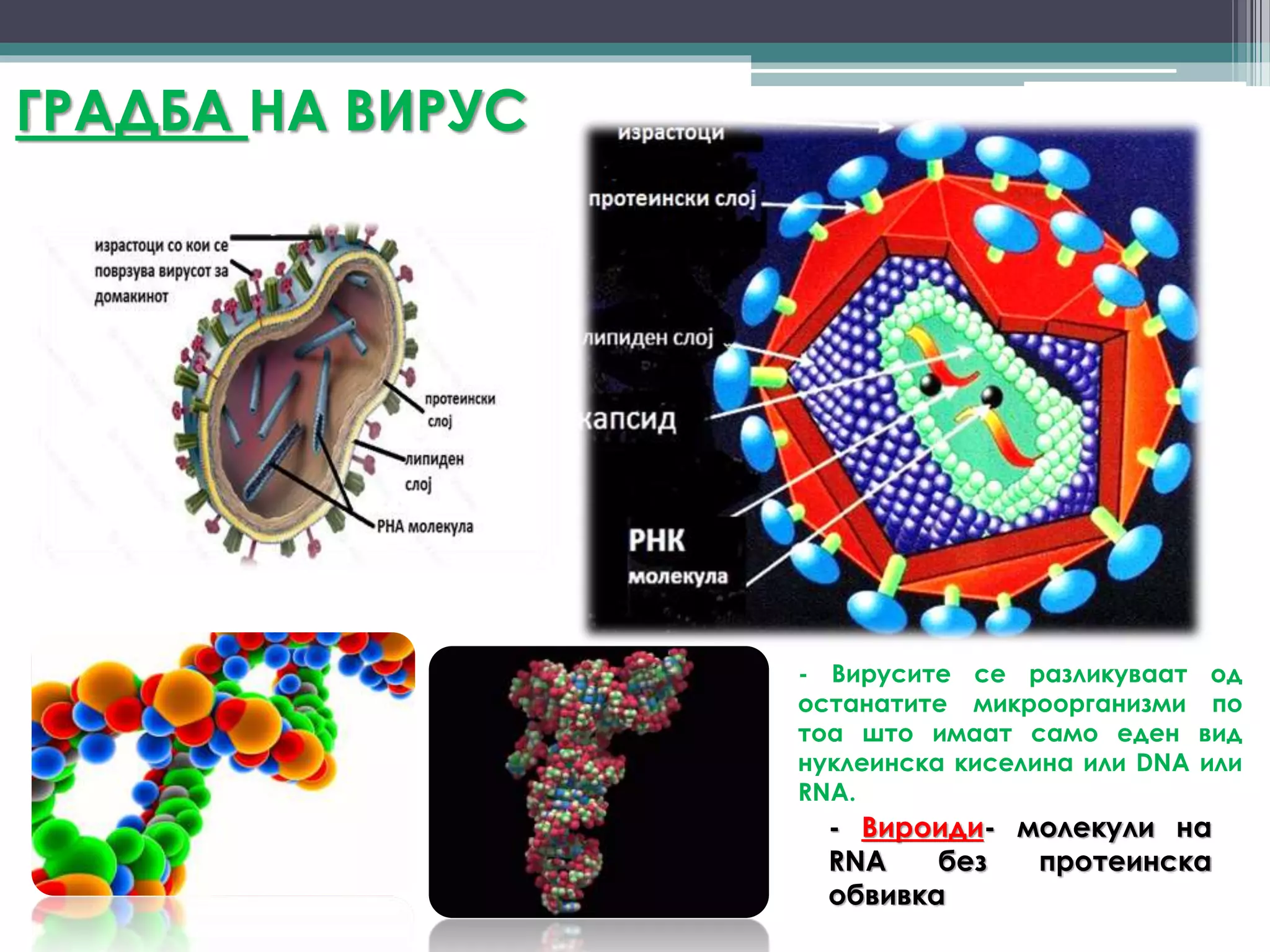 Virusi prezentacija | PPTX