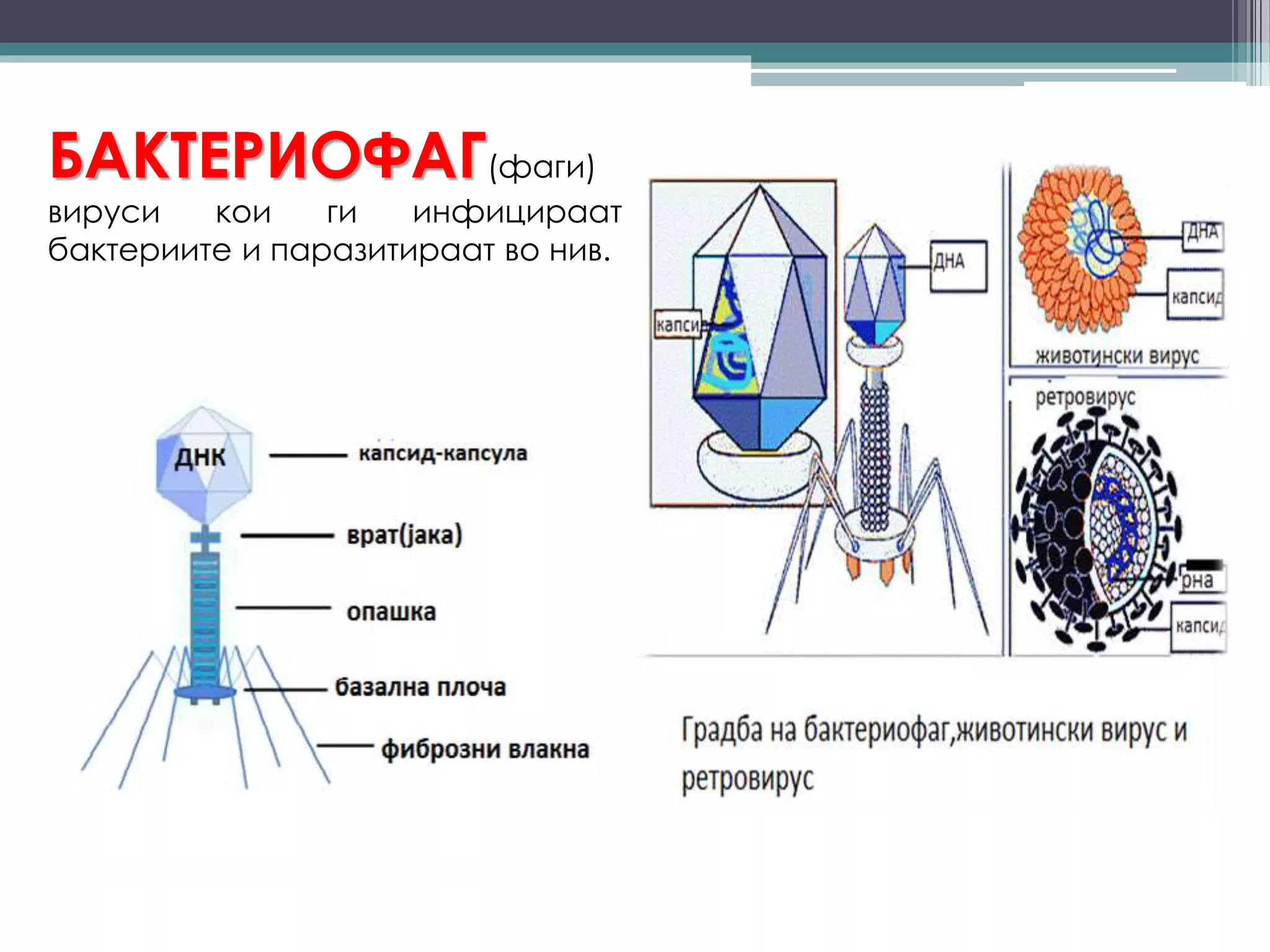 Virusi prezentacija | PPTX